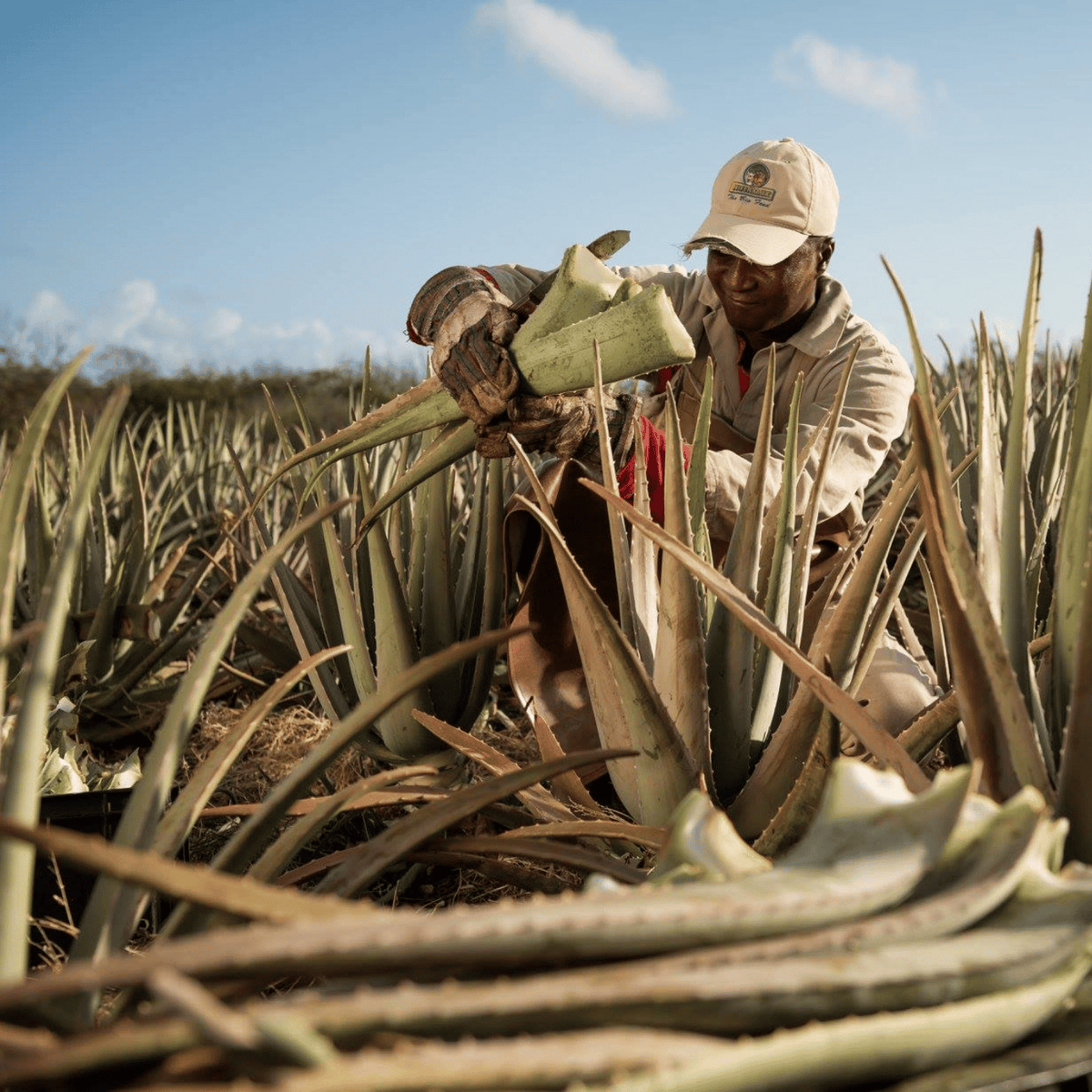 Learn About Curaloe: Your Trusted Aloe Vera Skincare Source